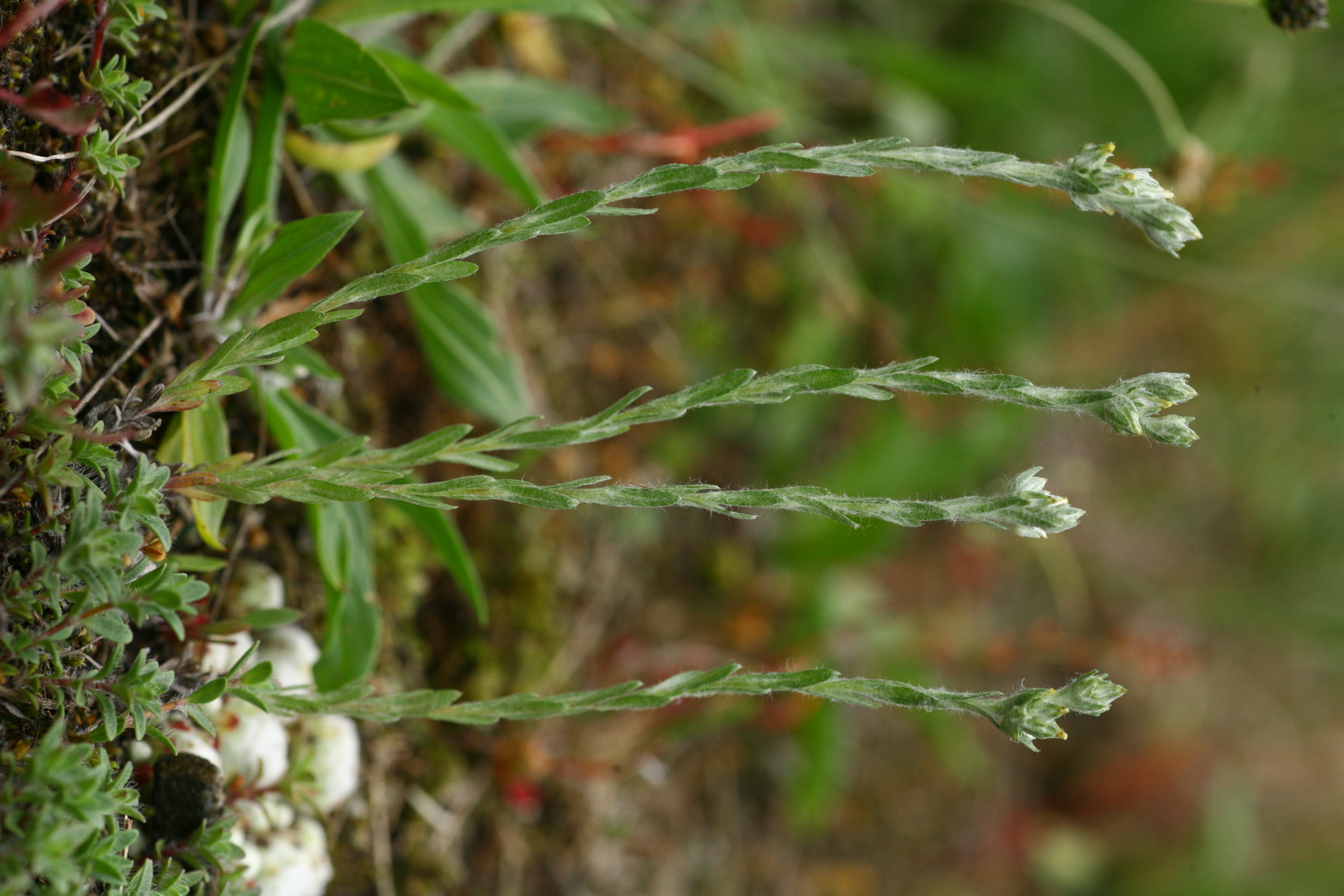 Filago minima (Sm.) Pers.