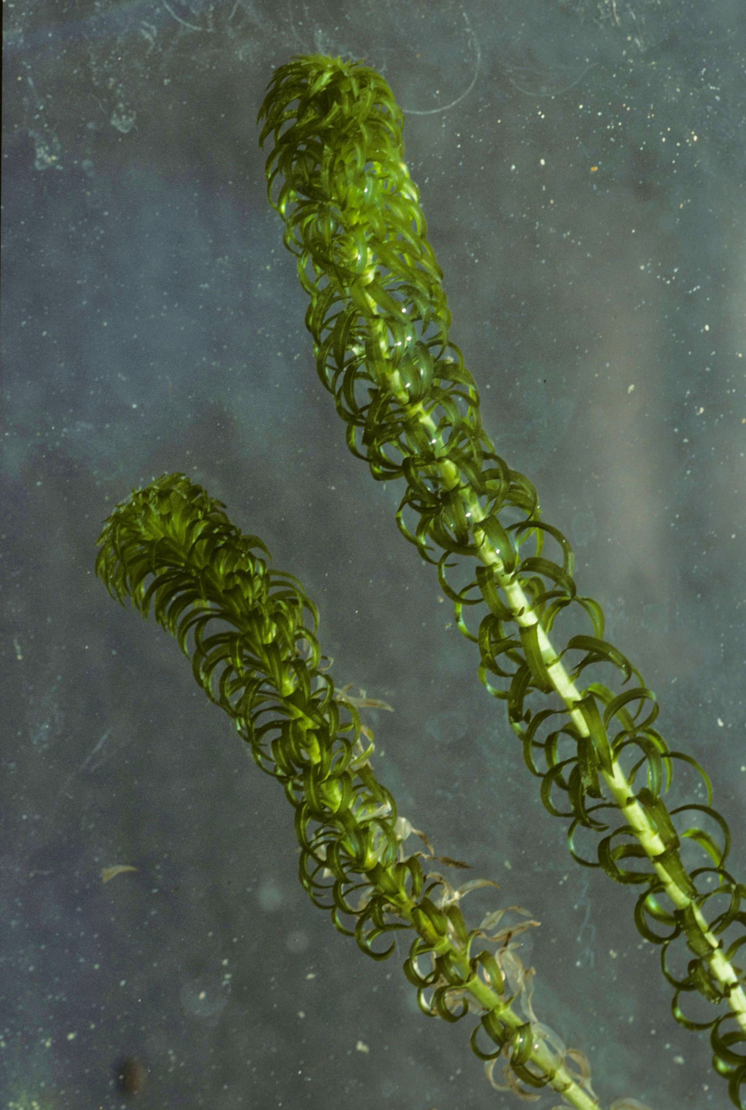 Lagarosiphon major (Ridl.) Moss