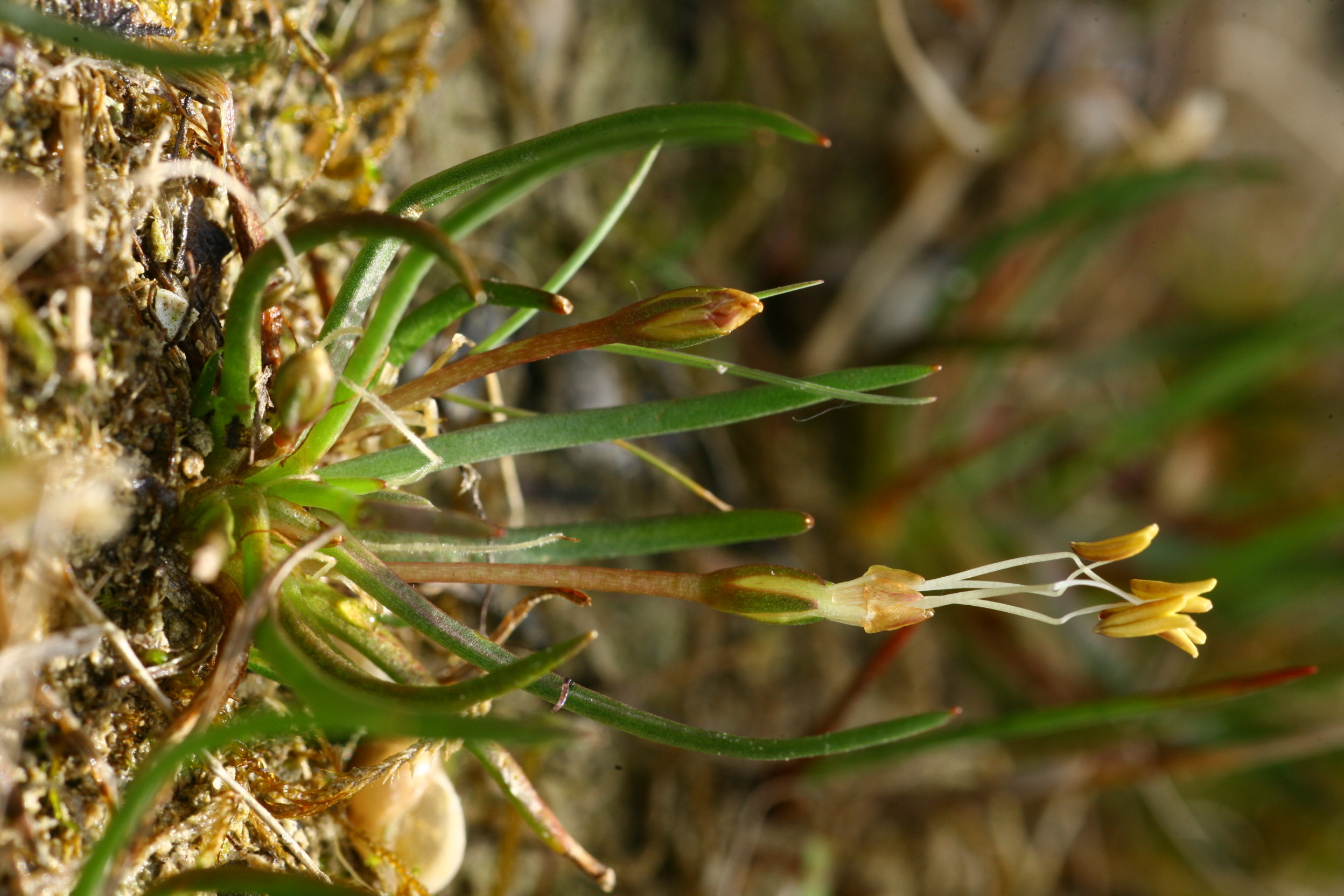 Littorella uniflora (L.) Asch.