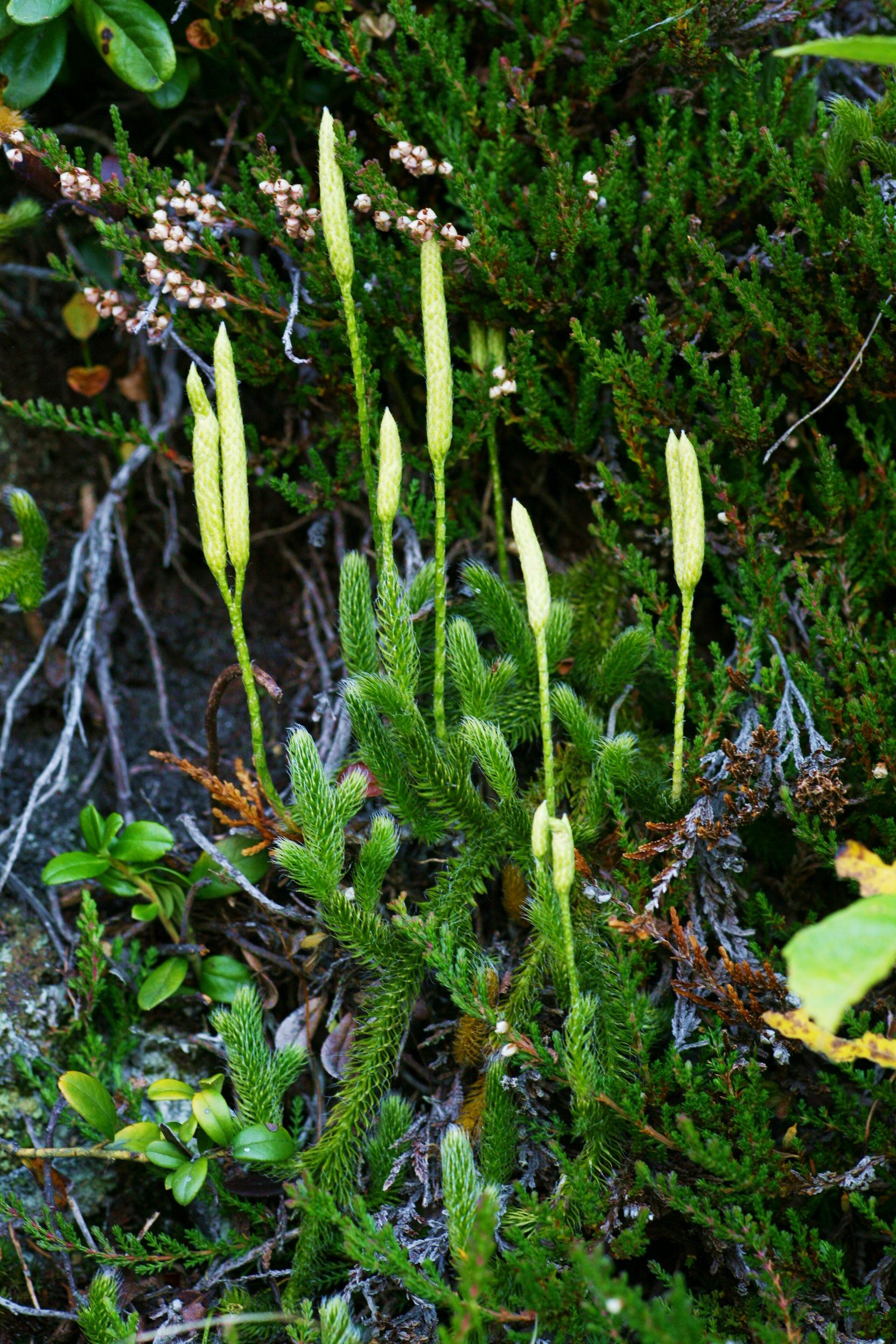 Lycopodium clavatum L.