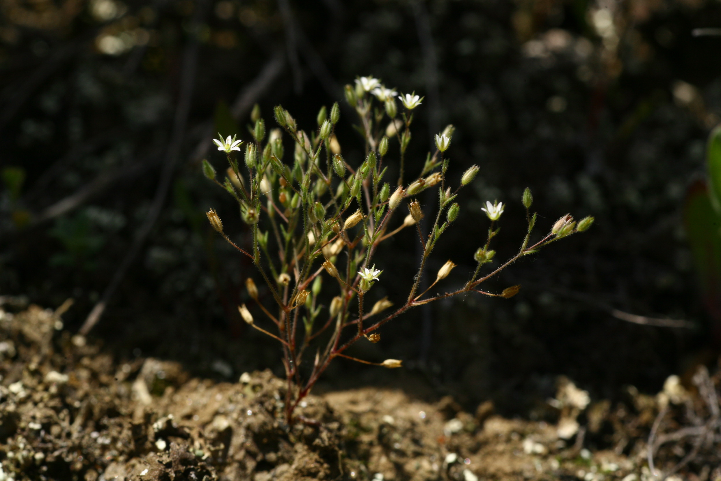 Minuartia viscosa (Schreb.) Schinz & Thell.
