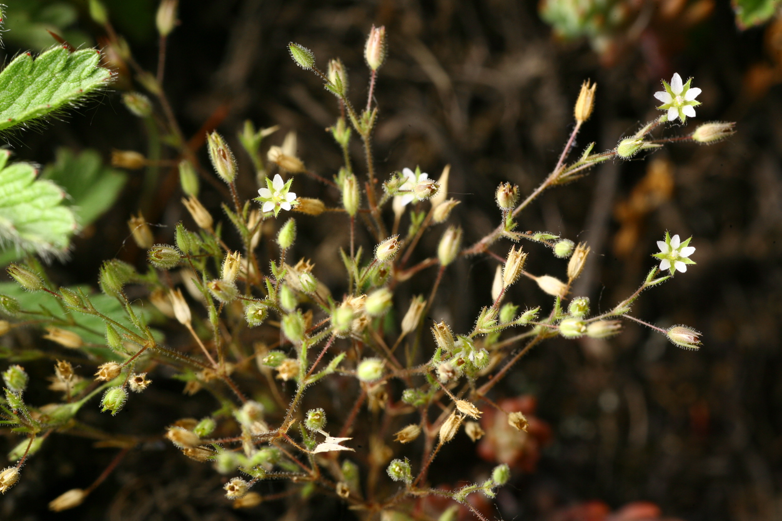 Minuartia viscosa (Schreb.) Schinz & Thell.