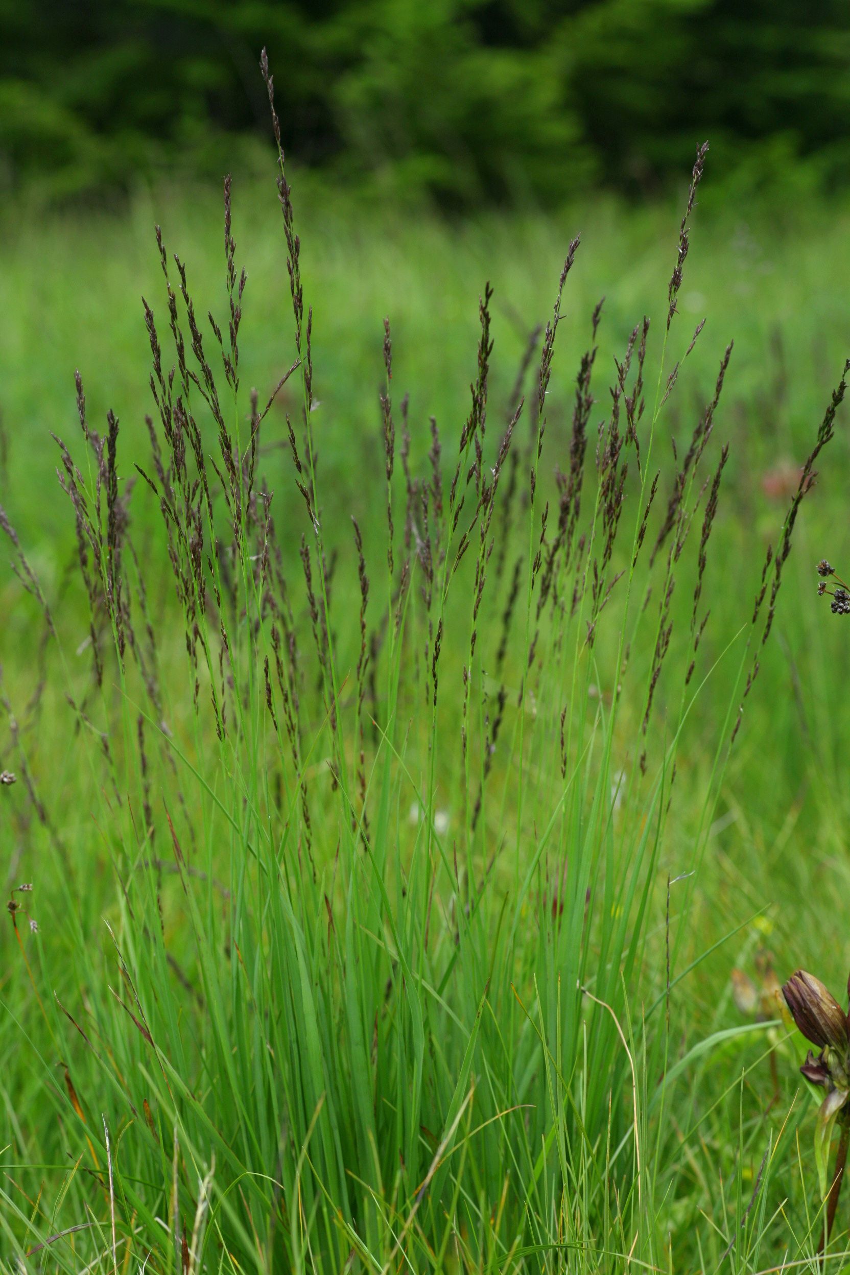 Molinia caerulea (L.) Moench