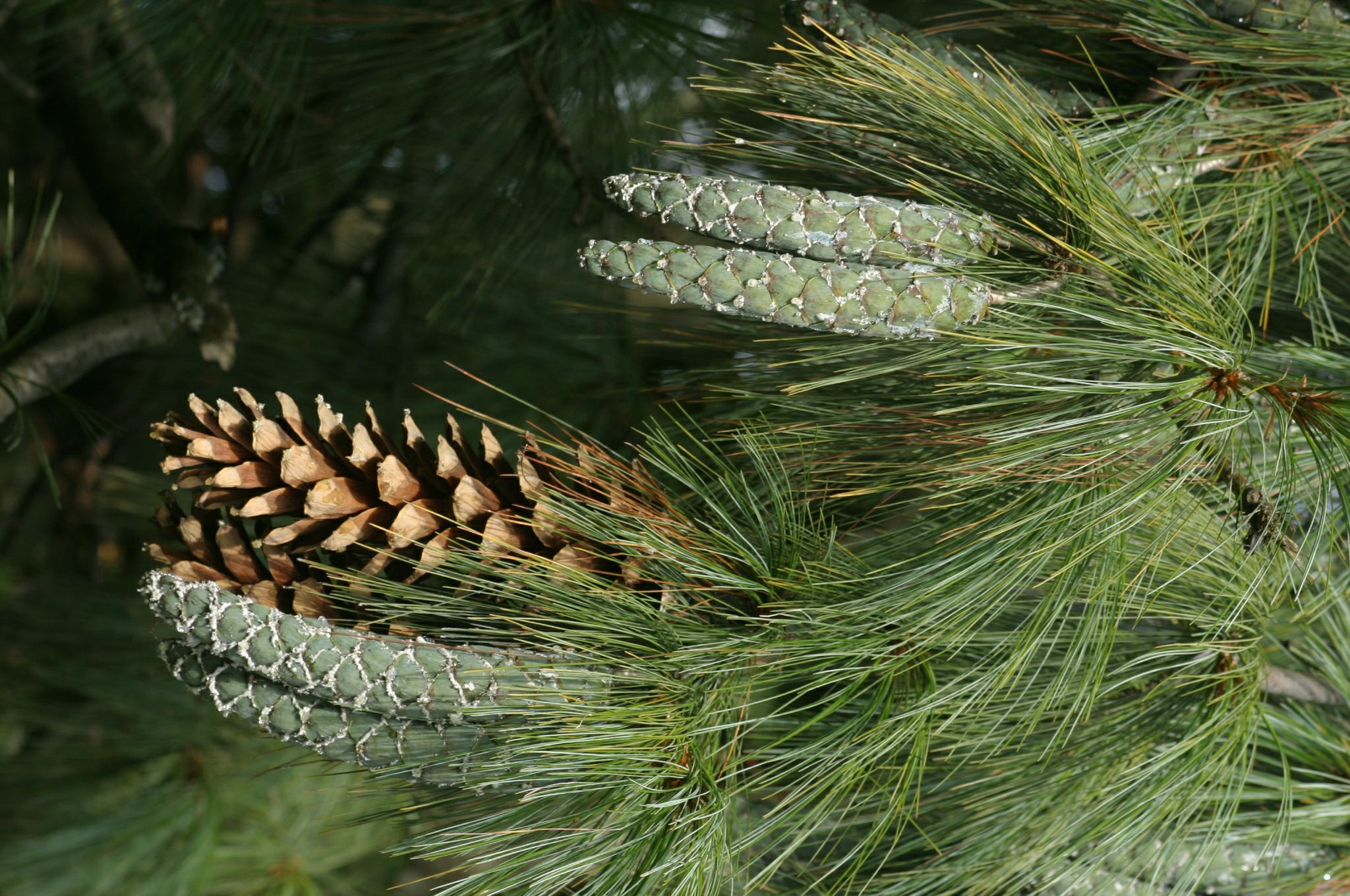 Pinus strobus L.