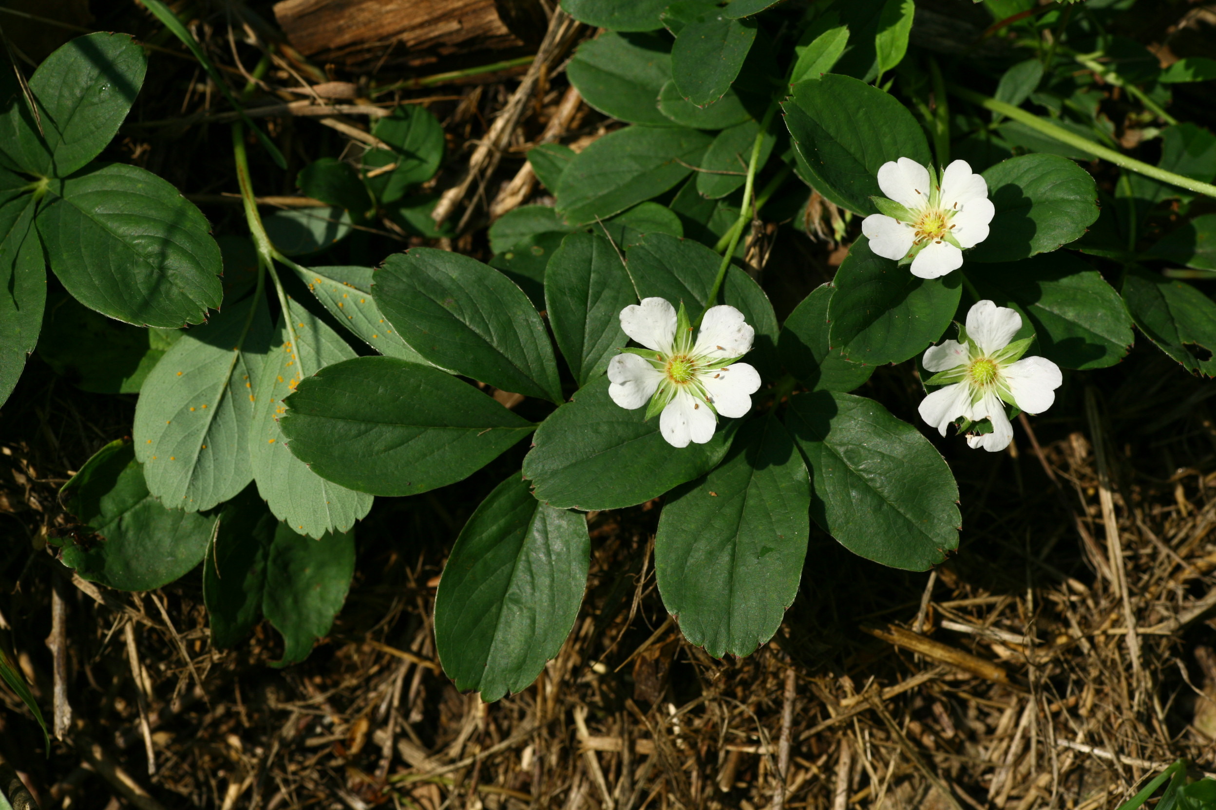 Potentilla alba L.