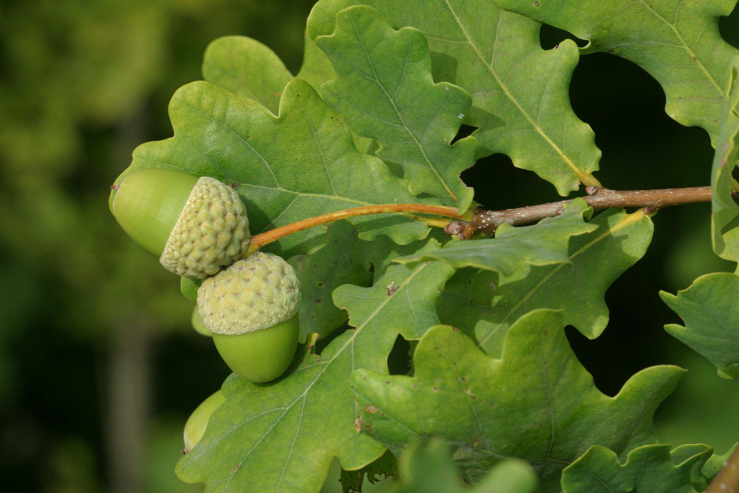 Quercus robur L.