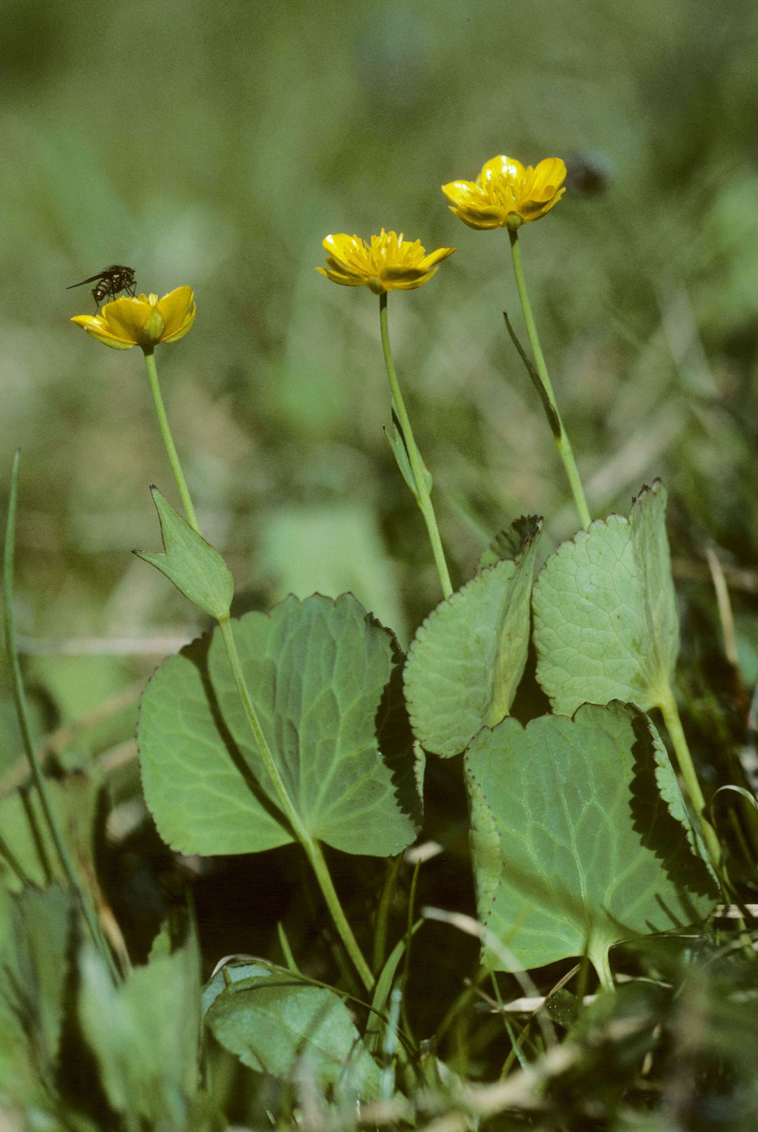 Ranunculus thora L.