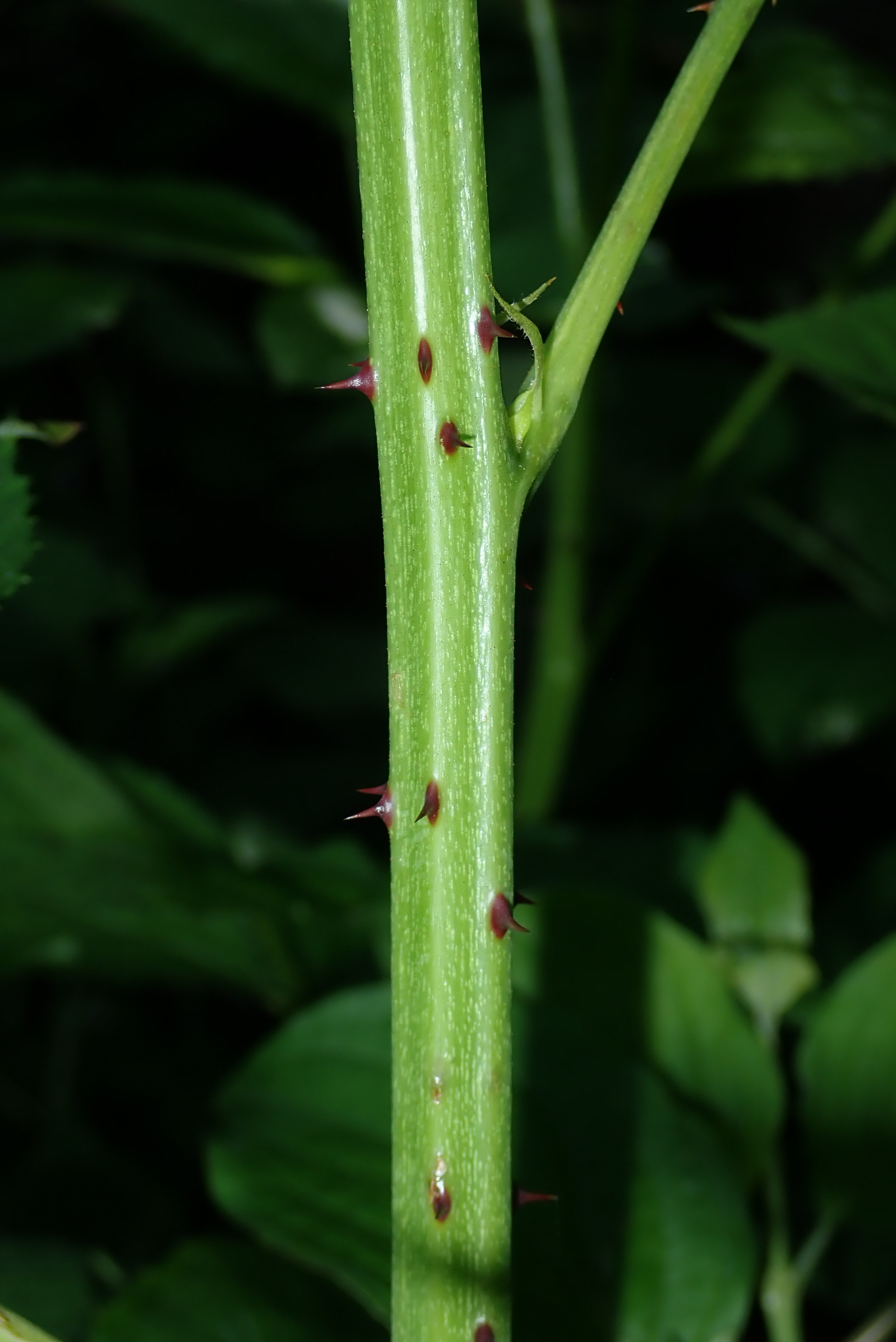 Rubus nessensis Hall