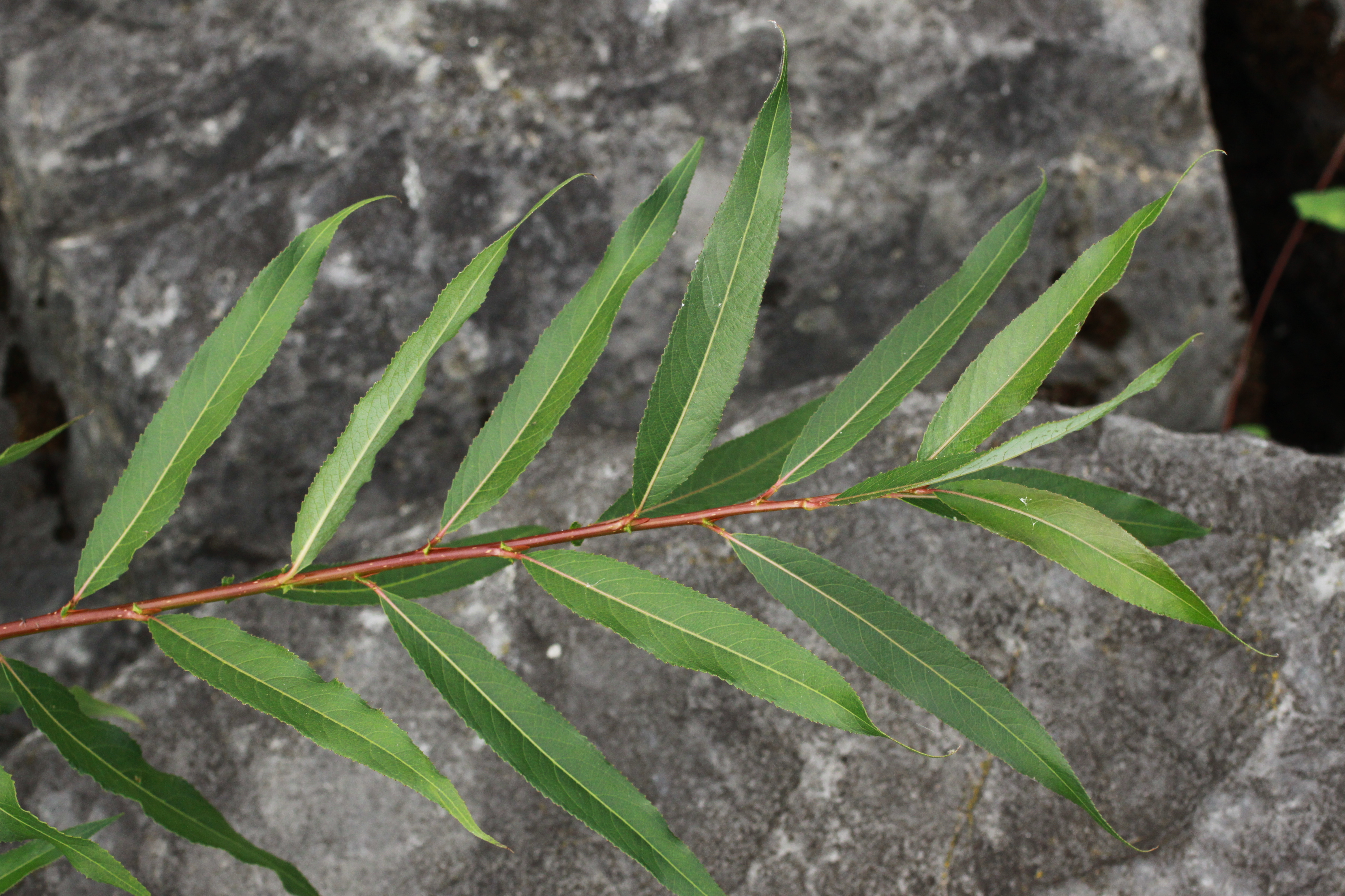 Salix ×fragilis L.