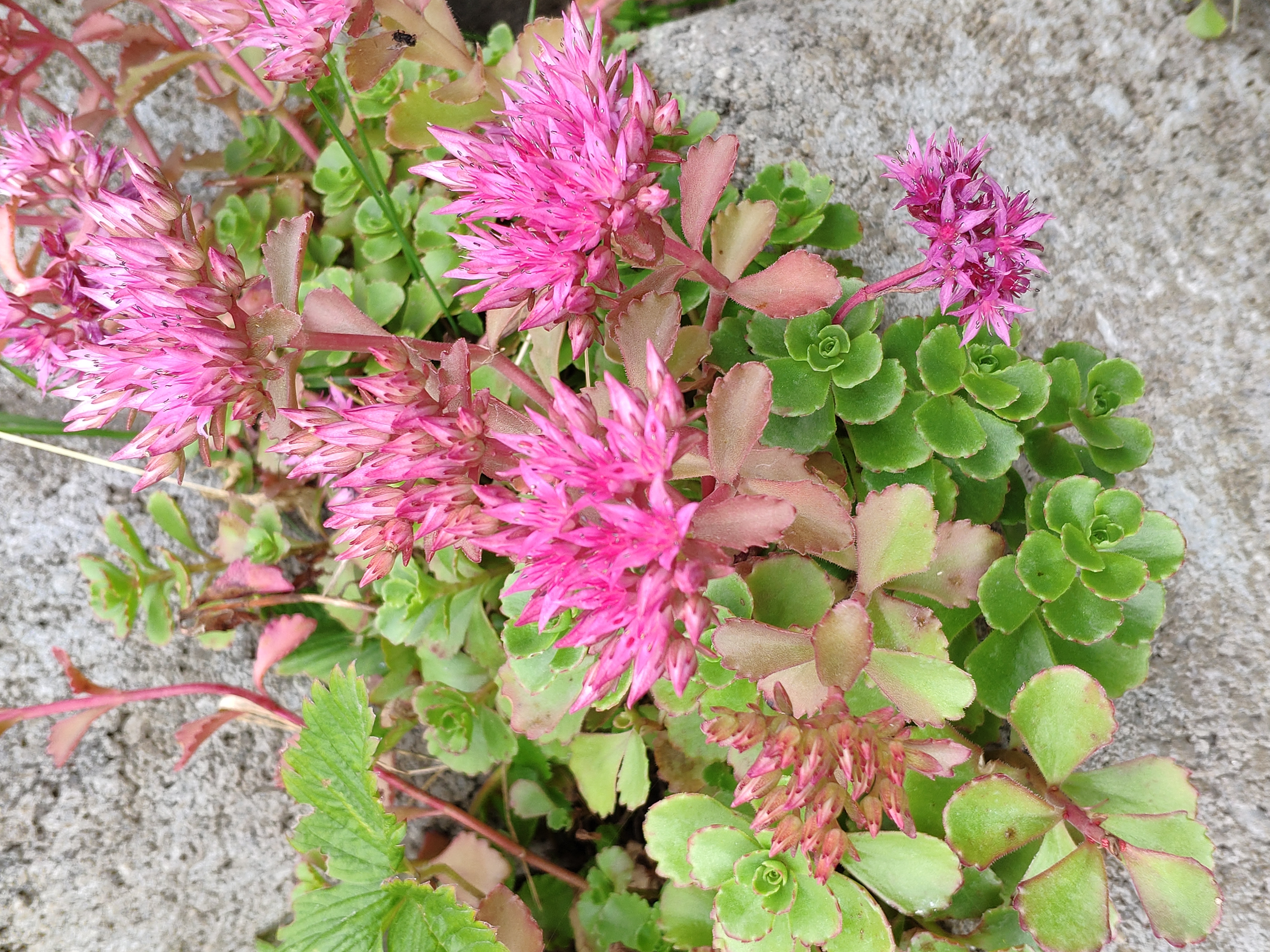 Sedum Spurium M Bieb