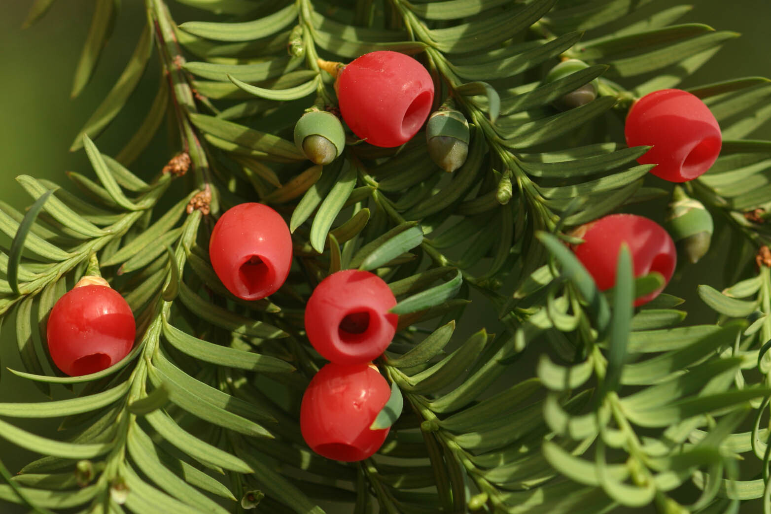 Taxus baccata L.