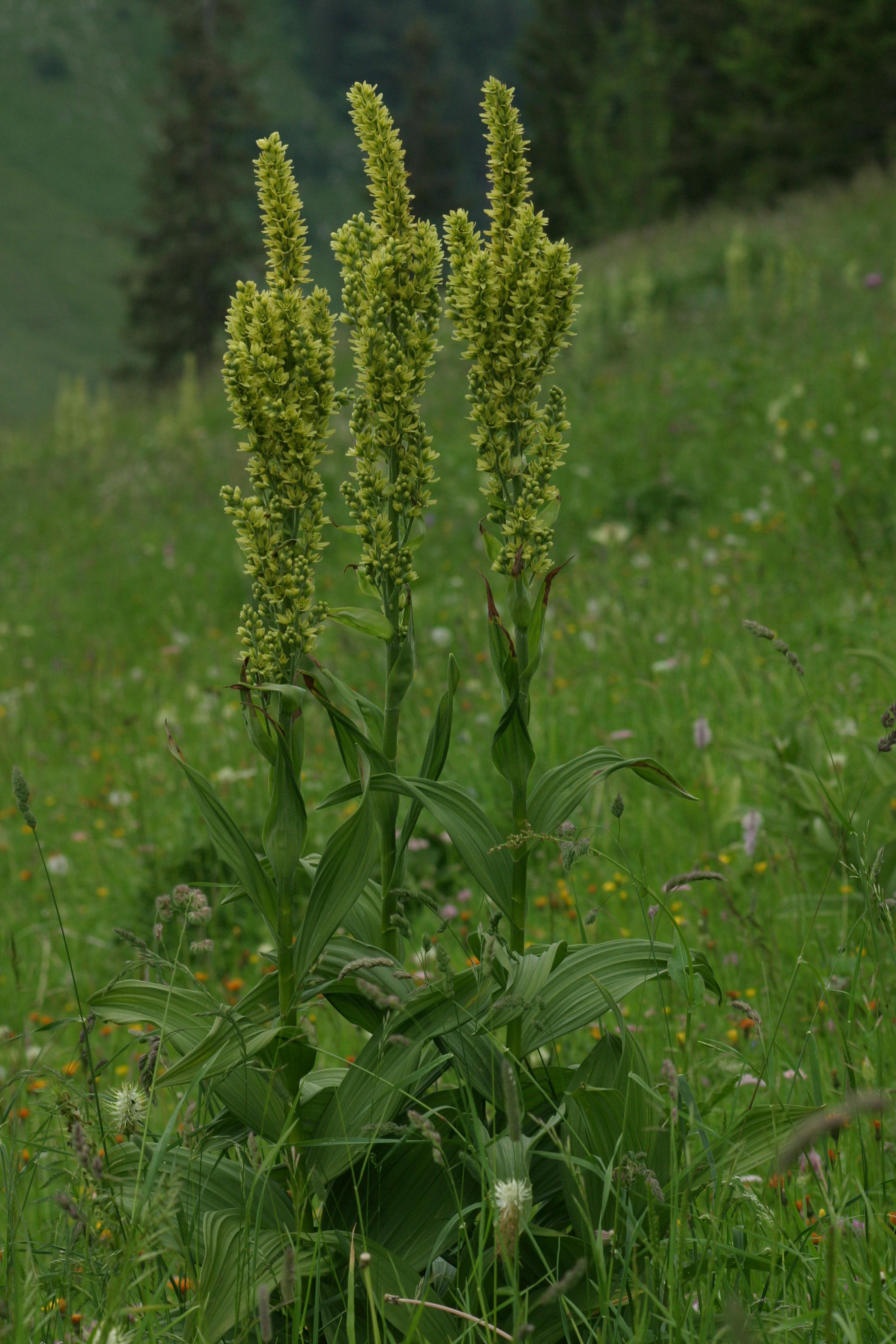 Veratrum album L.