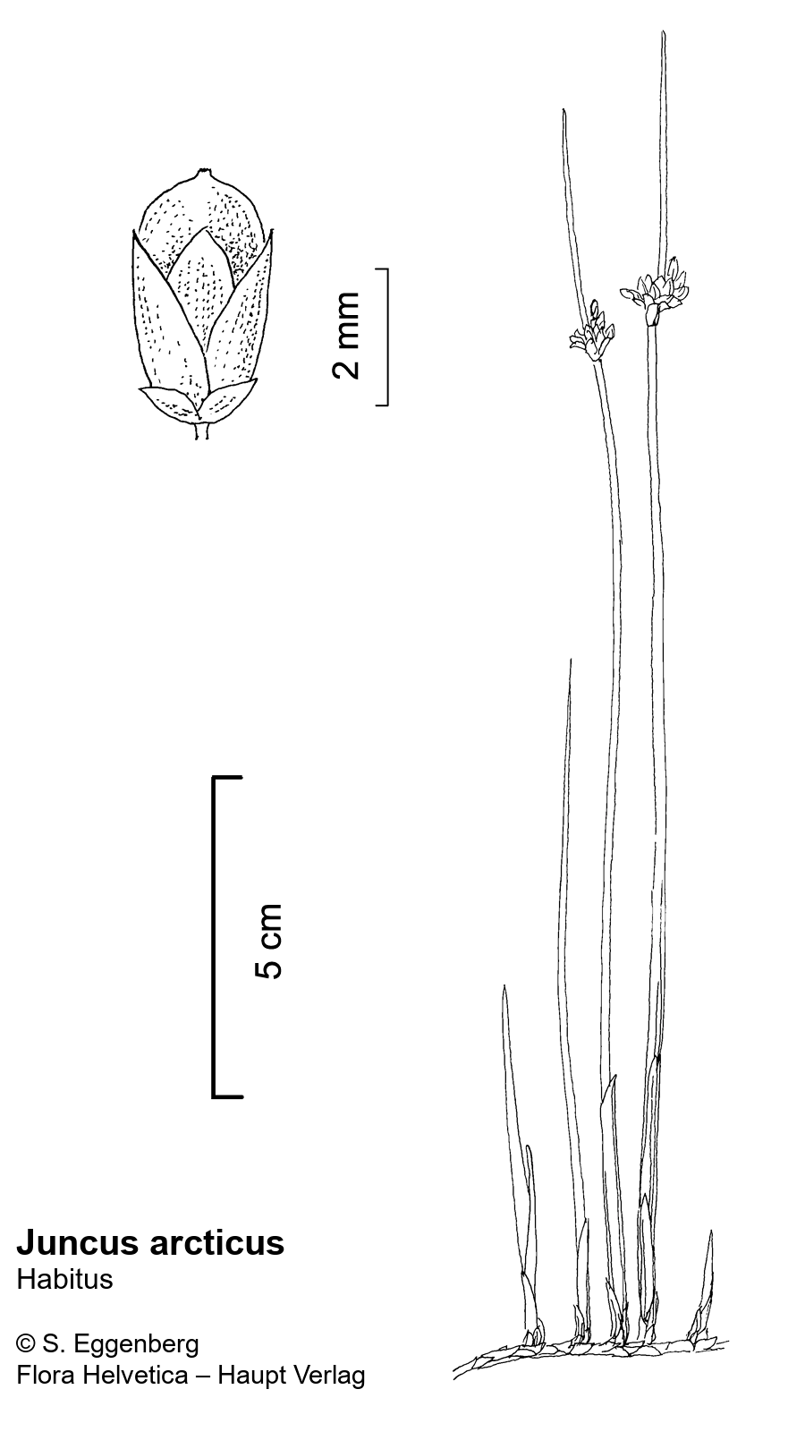 Juncus arcticus Willd.