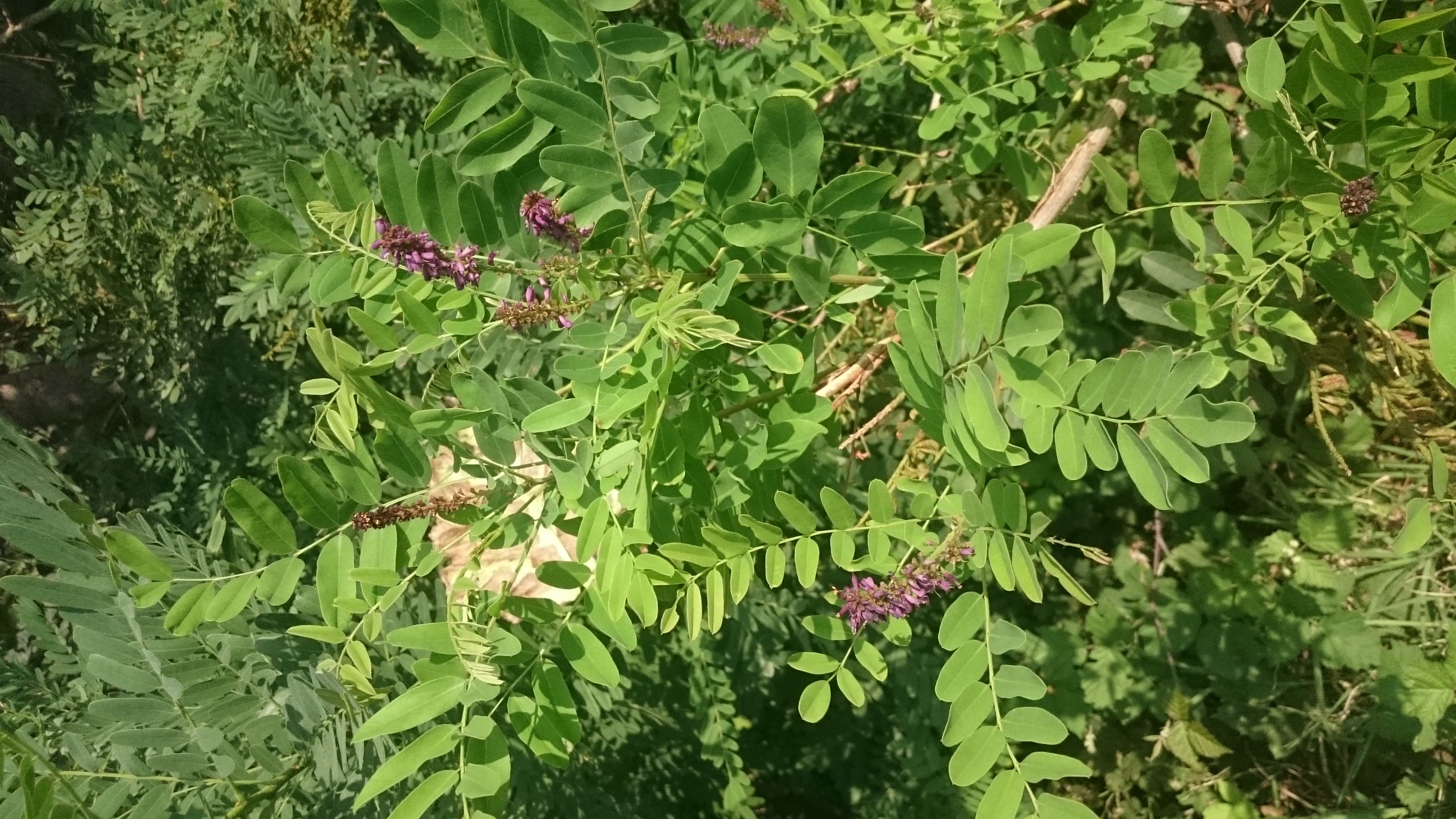 Amorpha fruticosa L.