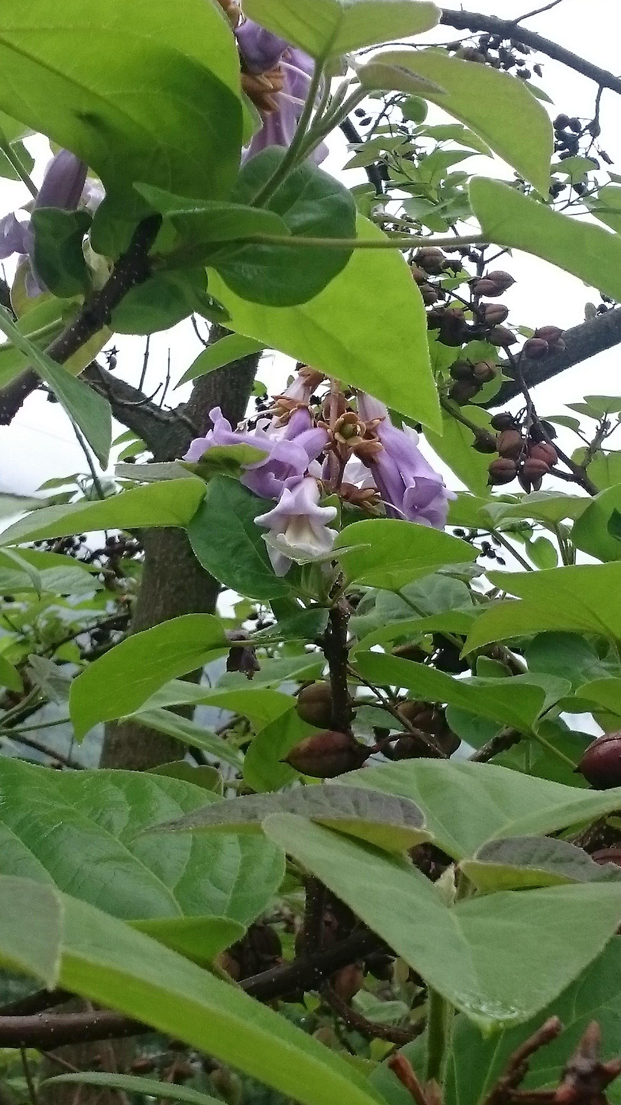Paulownia tomentosa (Thunb.) Steud.