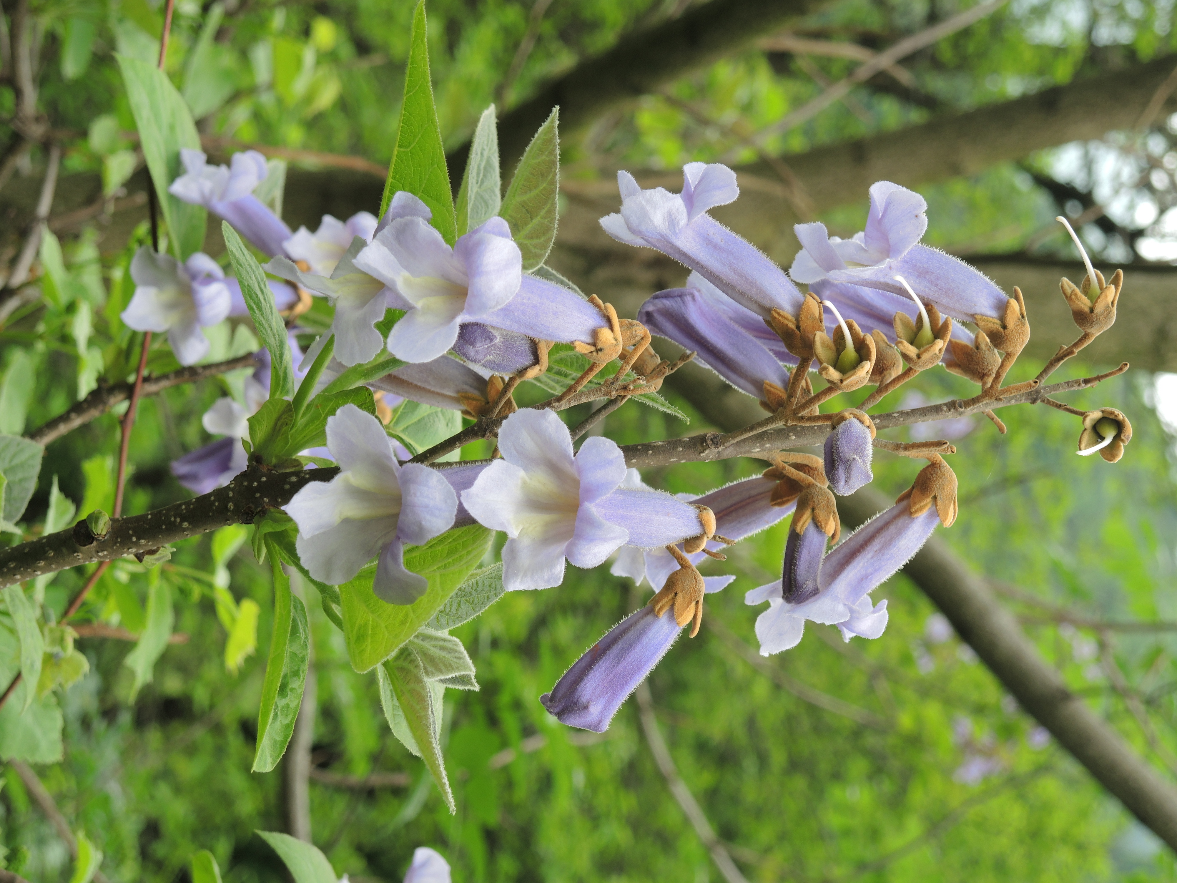 Paulownia tomentosa (Thunb.) Steud.