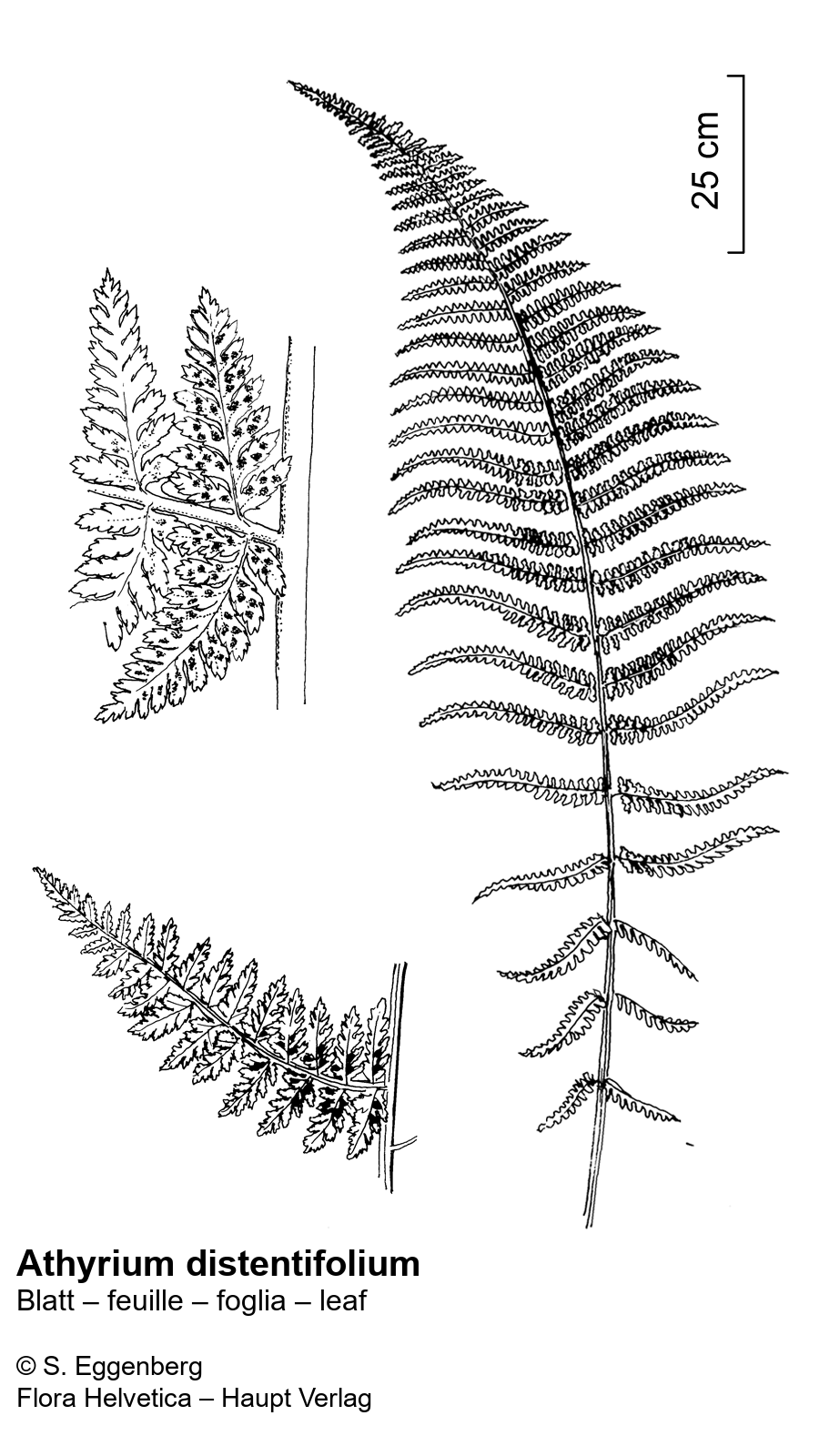 Athyrium distentifolium Opiz