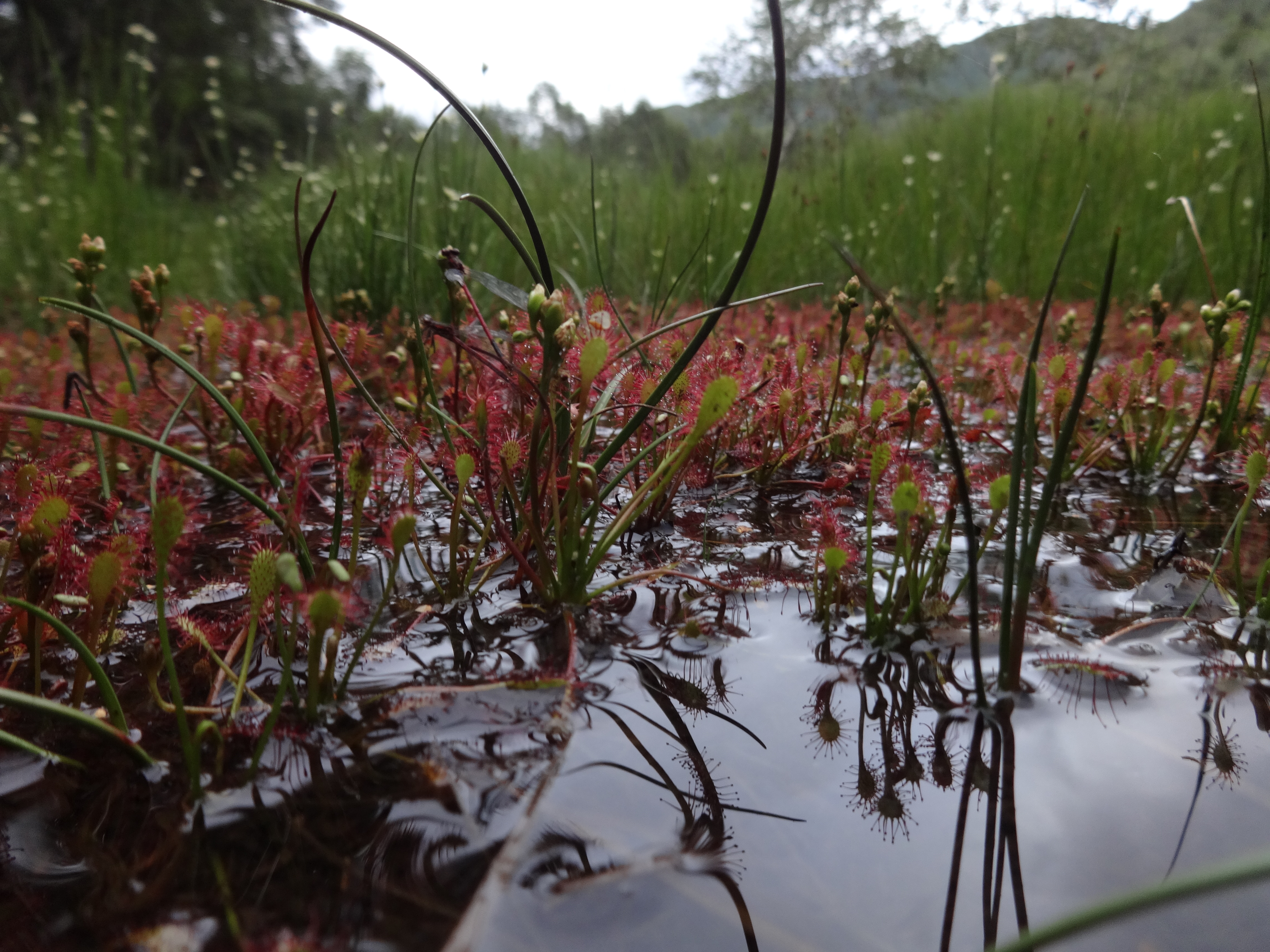 Drosera intermedia Hayne