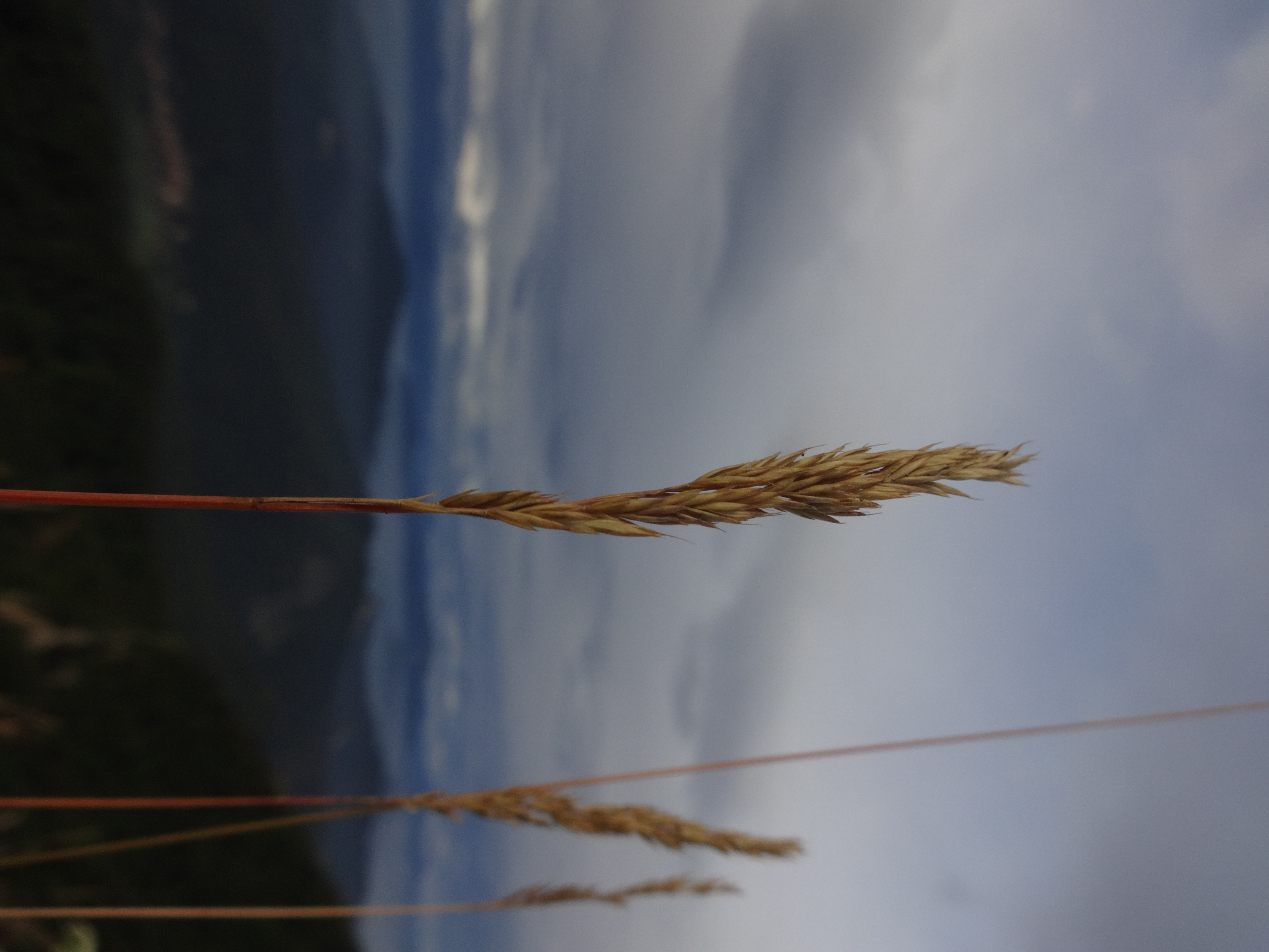Festuca ticinensis (Markgr.-Dann.) Markgr.-Dann.