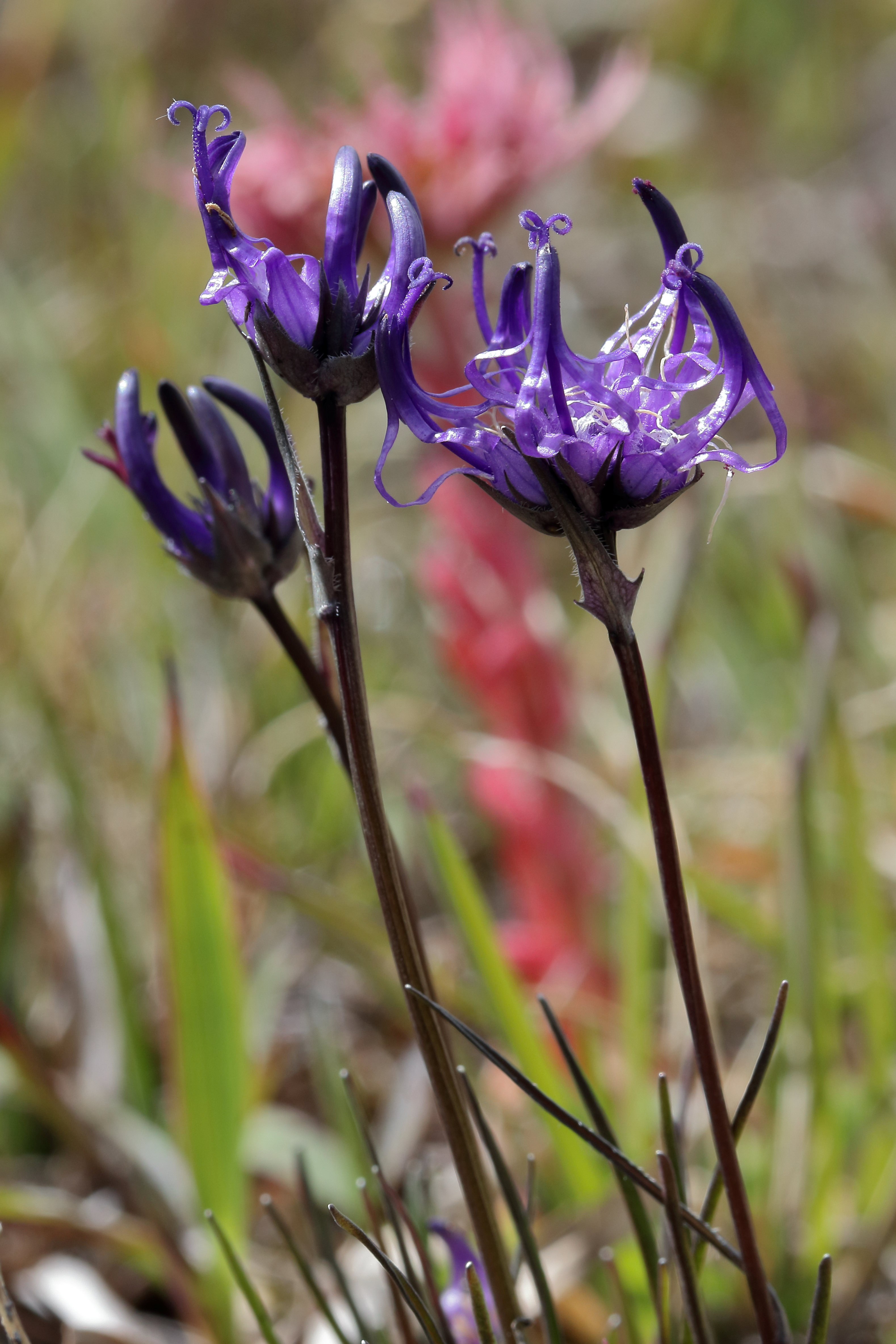 Phyteuma hemisphaericum L.
