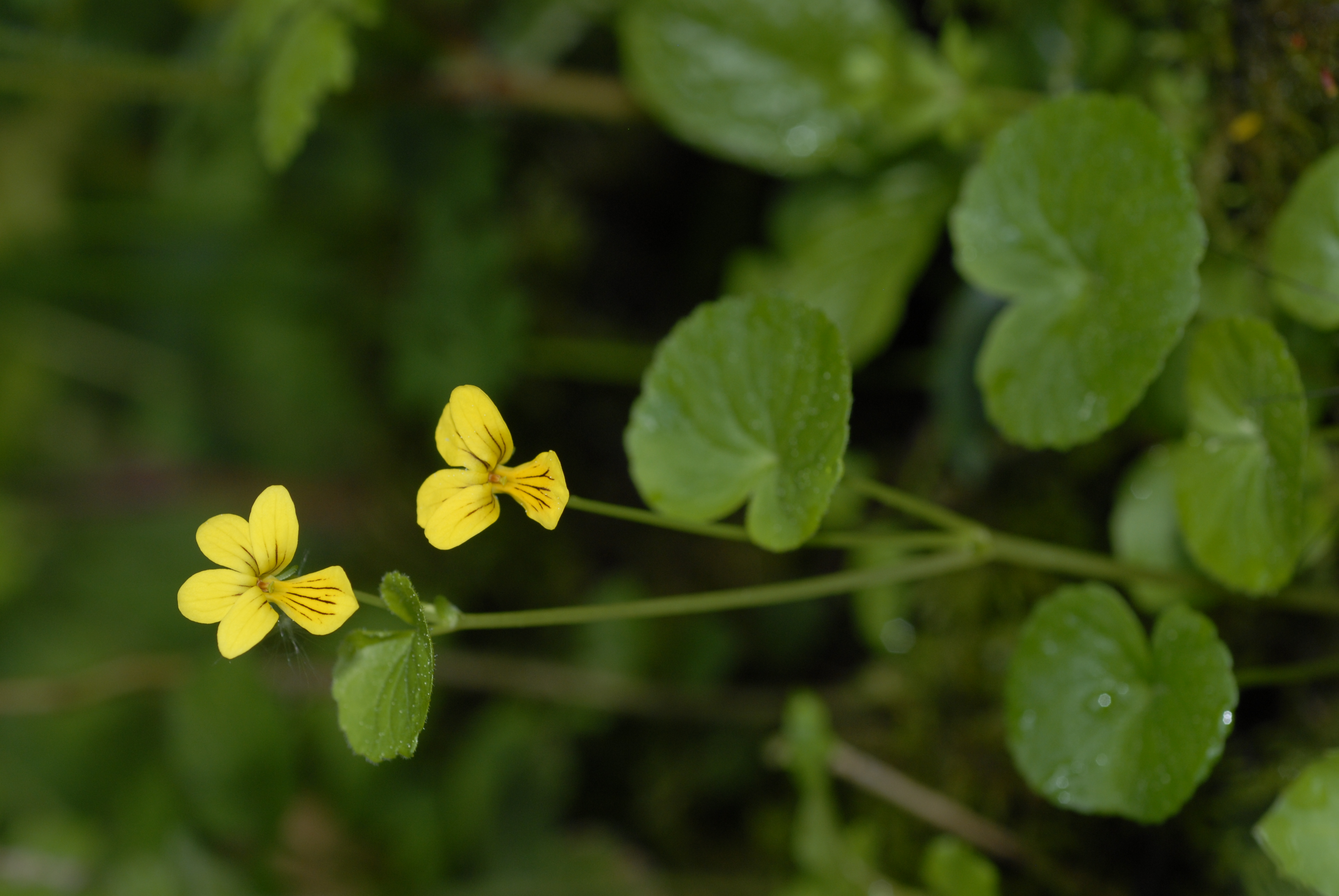 Viola biflora L.