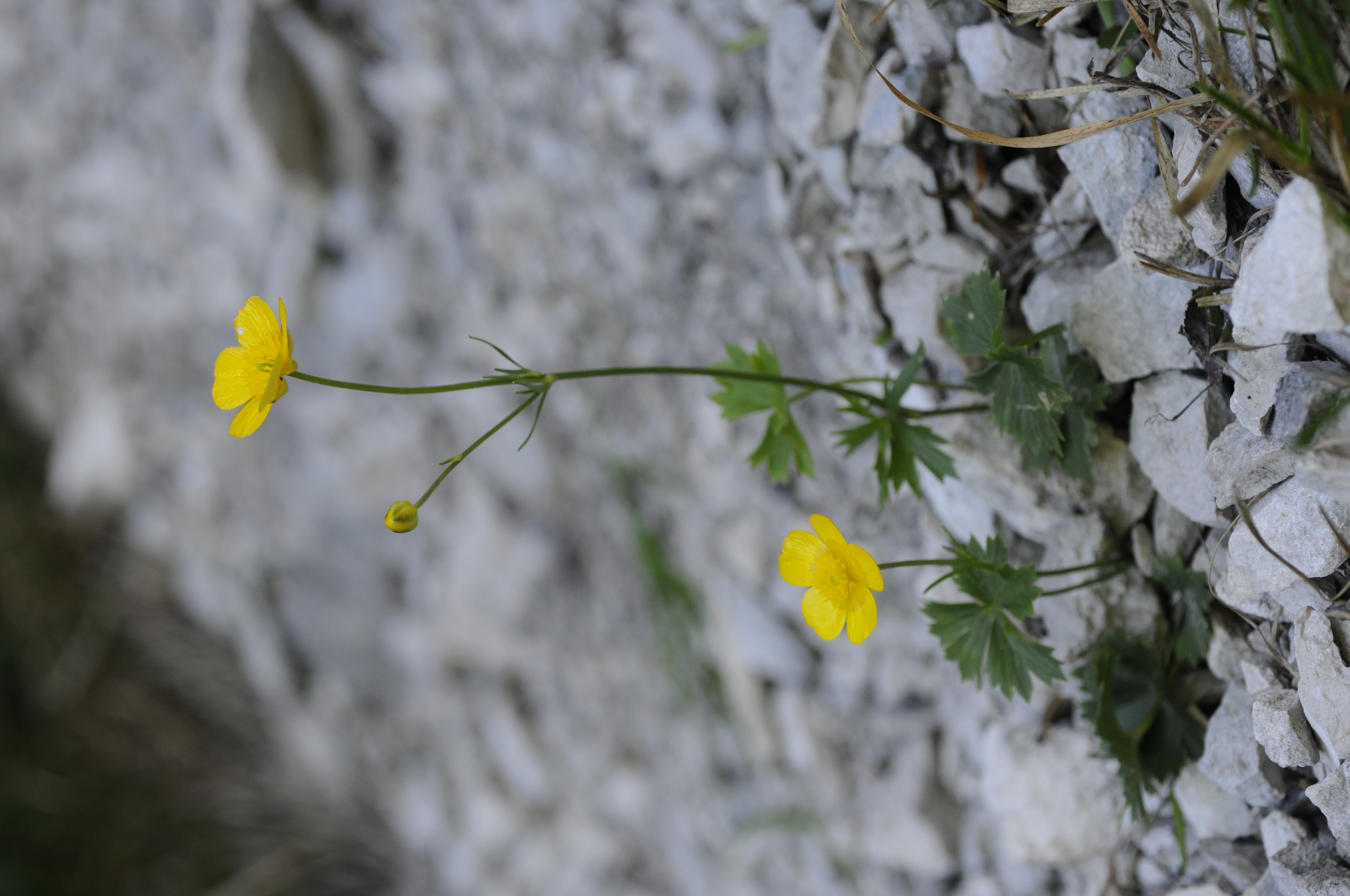 Ranunculus breyninus Crantz