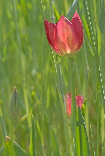 Tulipa aximensis E. P. Perrier & Songeon