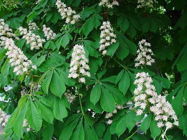 Aesculus hippocastanum L.