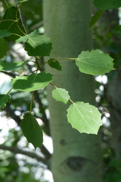 Populus tremula L.