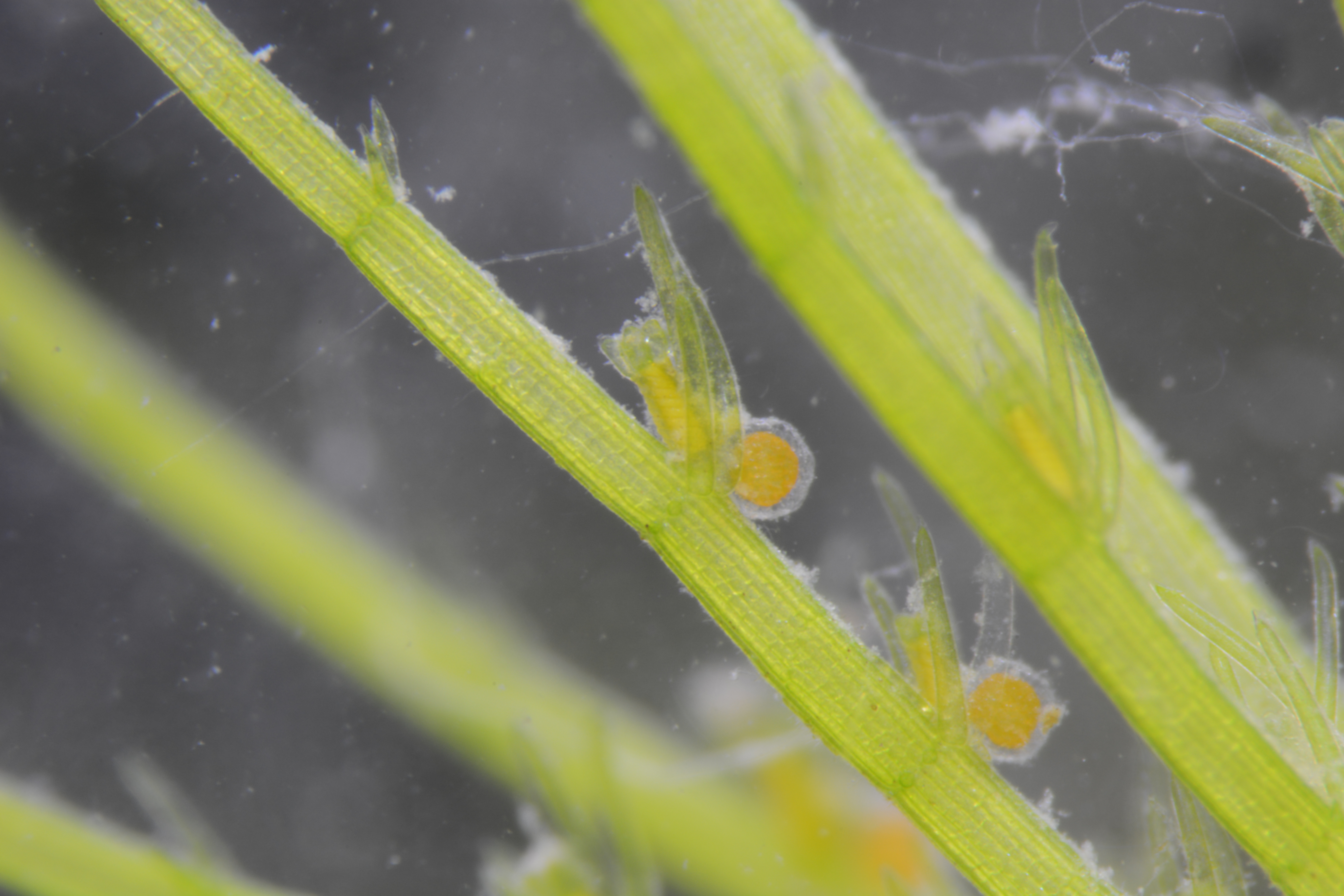 Chara globularis Thuill.