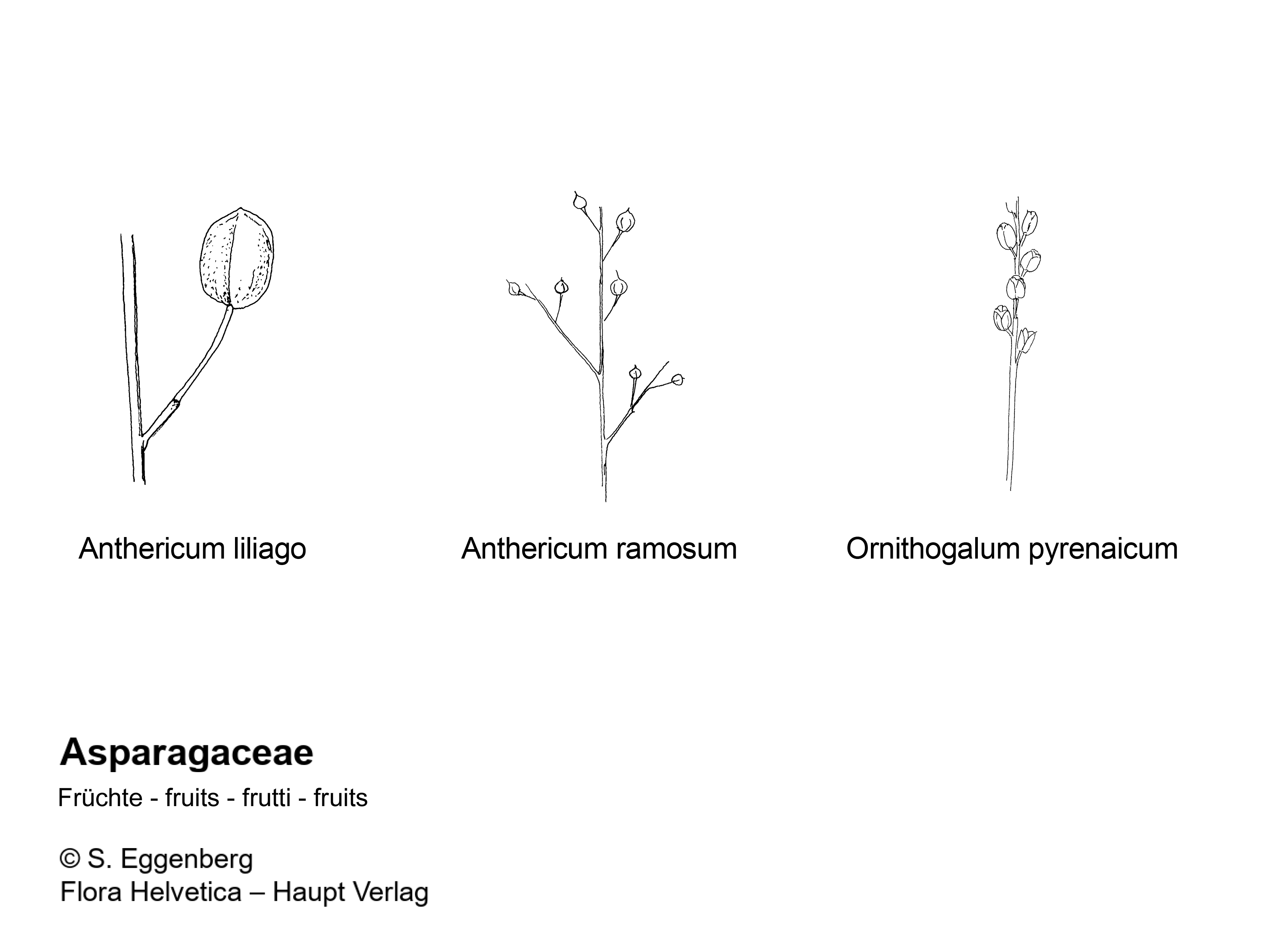 Anthericum ramosum L.